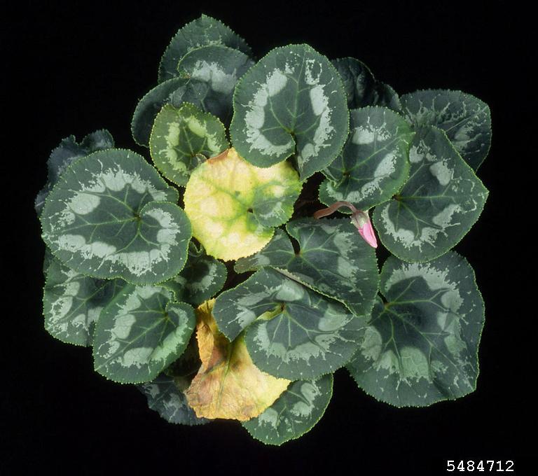 Fusarium root rot and wilt (Fusarium oxysporum ) on florist's cyclamen ...