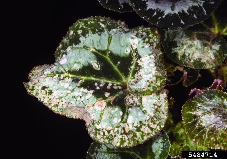 impatiens necrotic spot virus (INSV) (Tospovirus Impatiens necrotic ...