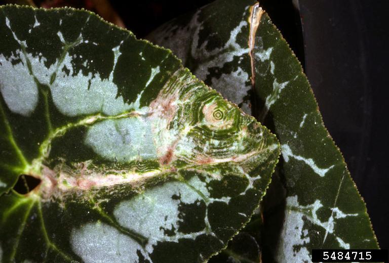 impatiens necrotic spot virus (INSV) (Tospovirus Impatiens necrotic ...