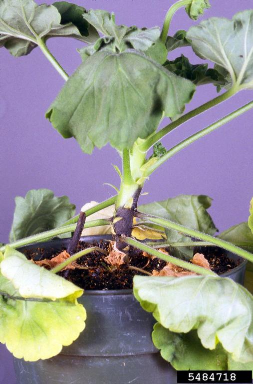 Pythium diseases (Pythium spp. ) on geranium (Geranium spp. ) - 5484718