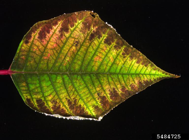 potassium deficiency