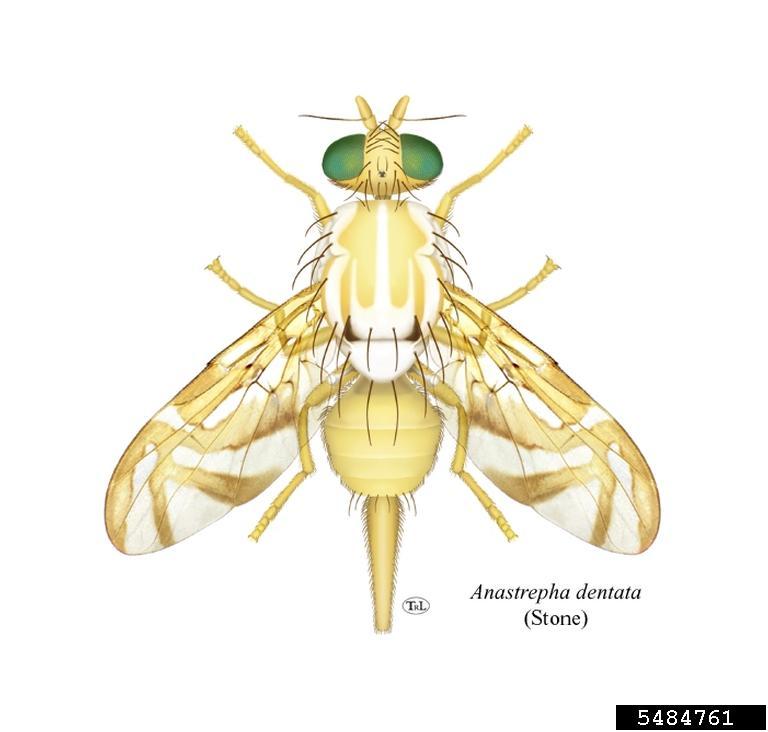 fruit fly (Anastrepha dentata (Stone, 1939))