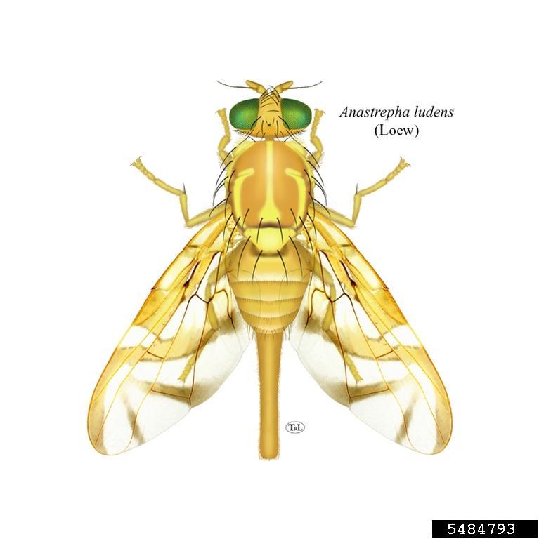 Mexican fruit fly (Anastrepha ludens (Loew, 1873))