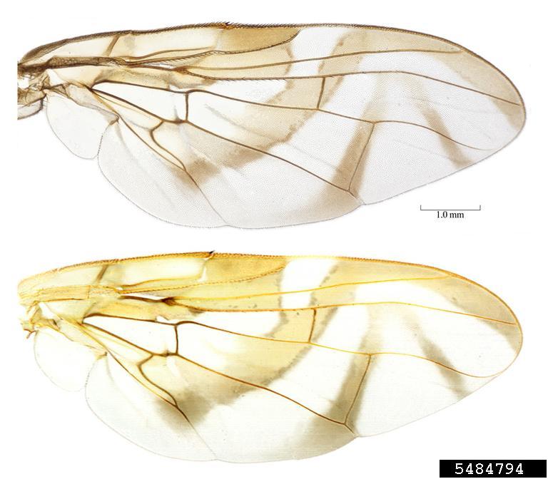 Mexican fruit fly (Anastrepha ludens)