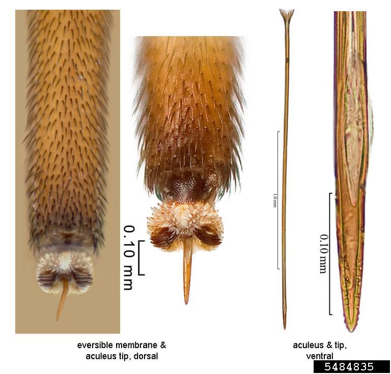 fruit fly (Anastrepha maculata Norrbom, 1998)
