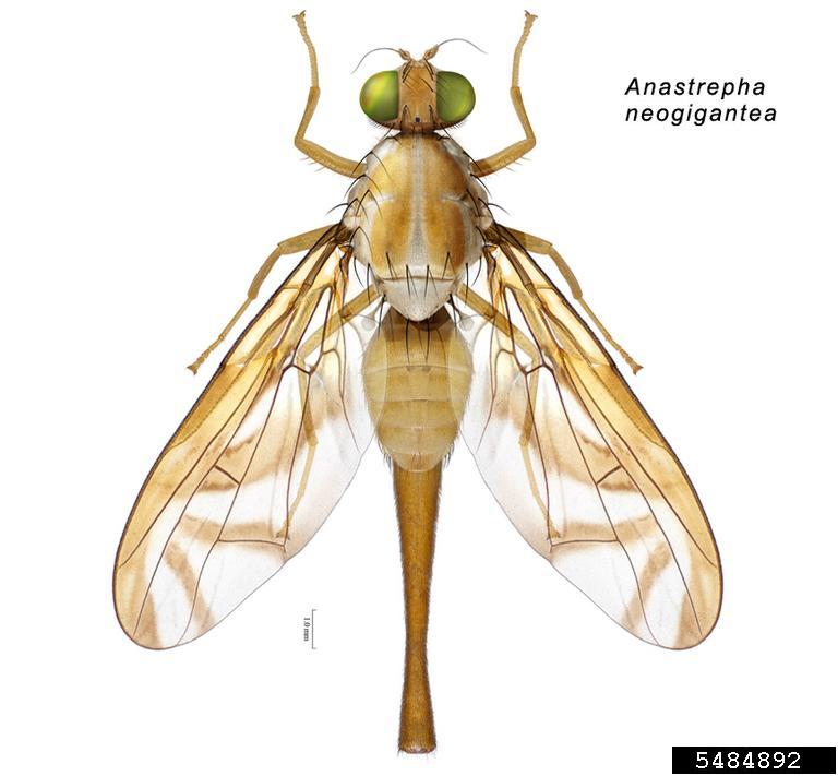 fruit fly (Anastrepha neogigantea)