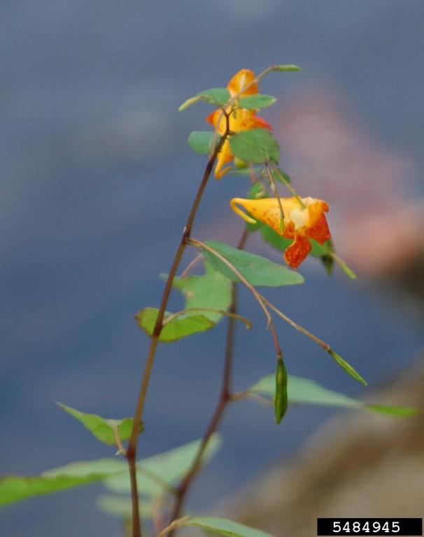 jewelweed (Impatiens capensis Meerb.)