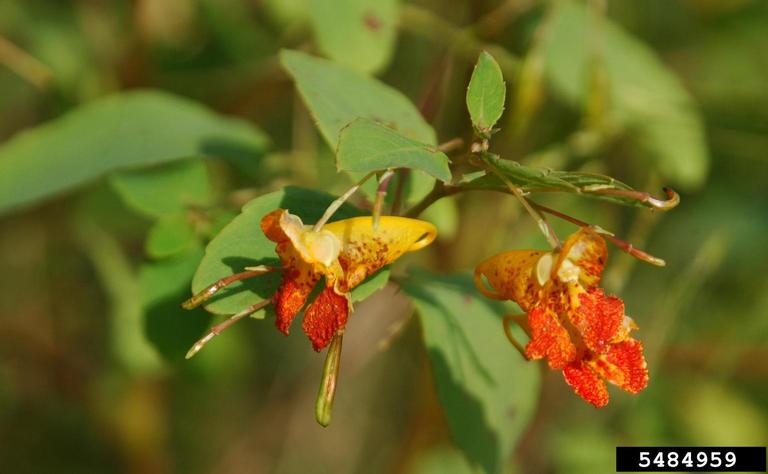 jewelweed (Impatiens capensis Meerb.)