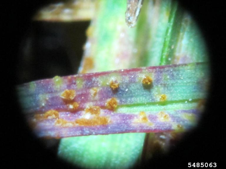 wheat stem rust (Puccinia graminis)