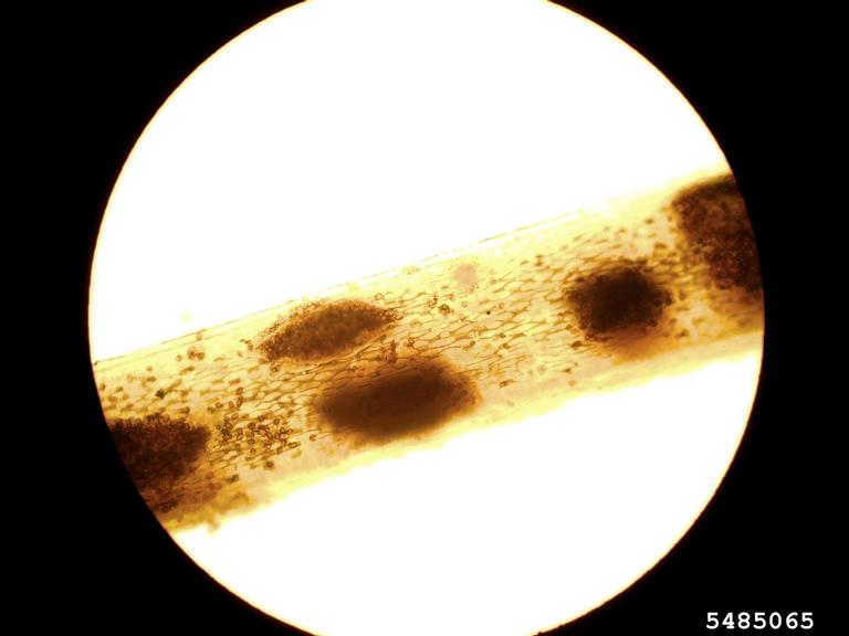 wheat stem rust (Puccinia graminis Pers.)