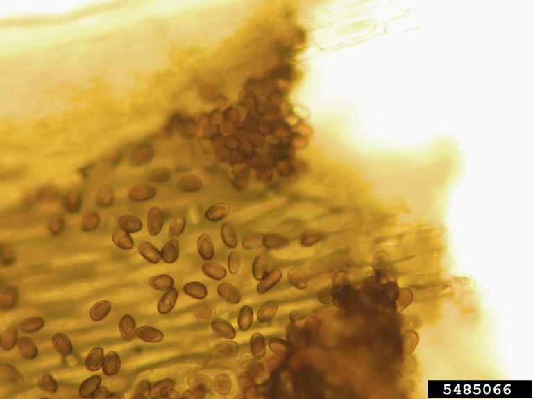 wheat stem rust (Puccinia graminis Pers.)