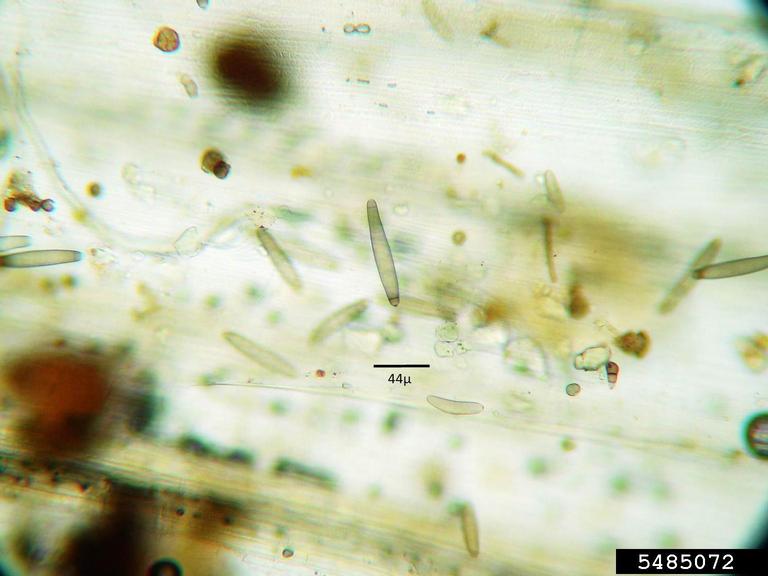 Rostratum leaf spot (Exserohilum rostratum (Drechsler) K.J. Leonard ...