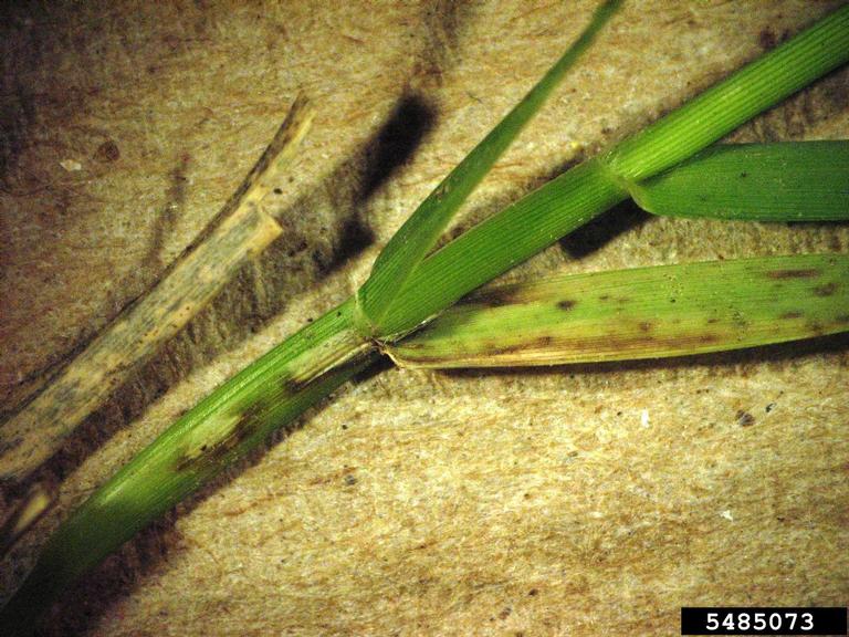 Rostratum leaf spot (Exserohilum rostratum (Drechsler) K.J. Leonard ...