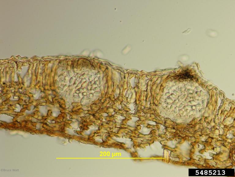 Phyllosticta leaf spots (Genus Phyllosticta)