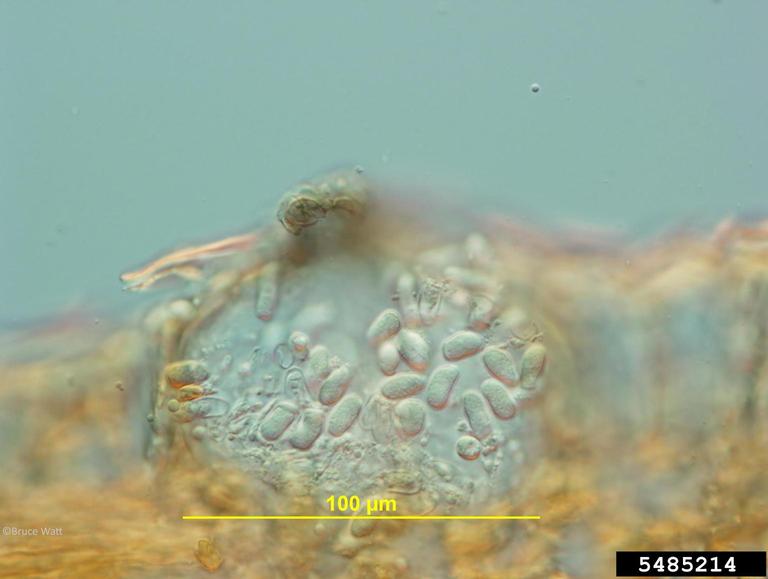 Phyllosticta leaf spots (Genus Phyllosticta)