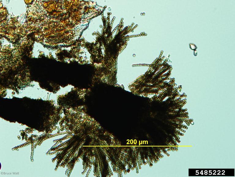 Ojibwaya fungus (Ojibwaya perpulchra ) on juniper (Juniperus spp ...