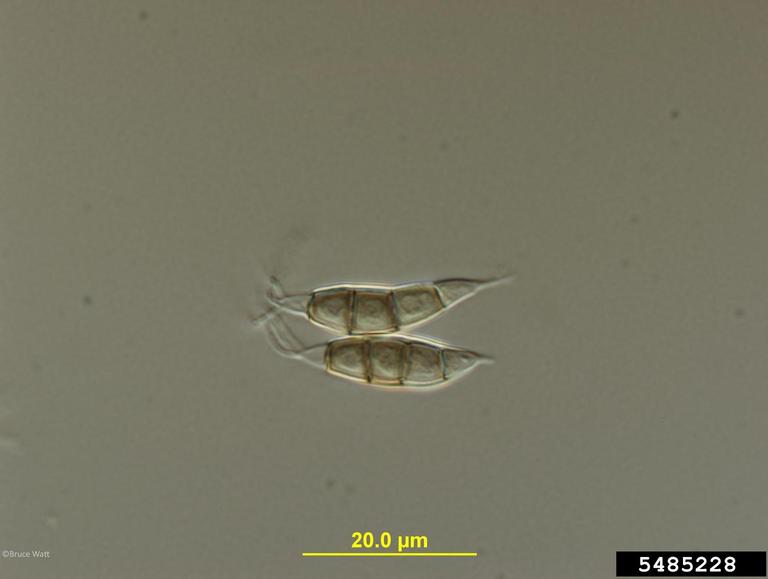 Pestalotiopsis leaf spot (Pestalotiopsis spp. ) on juniper (Juniperus ...