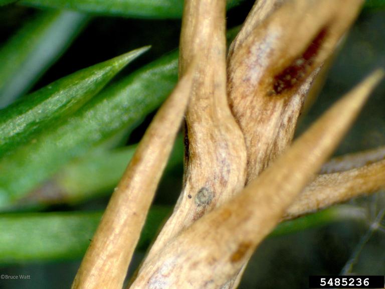 Diaporthe juniperivora Sacc.