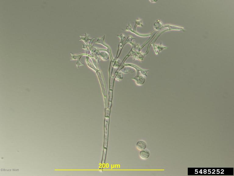 downy mildew (Bremia lactucae)