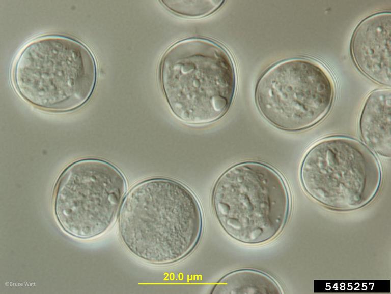 downy mildew (Bremia lactucae)