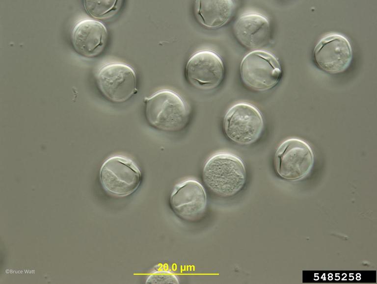 downy mildew (Bremia lactucae)