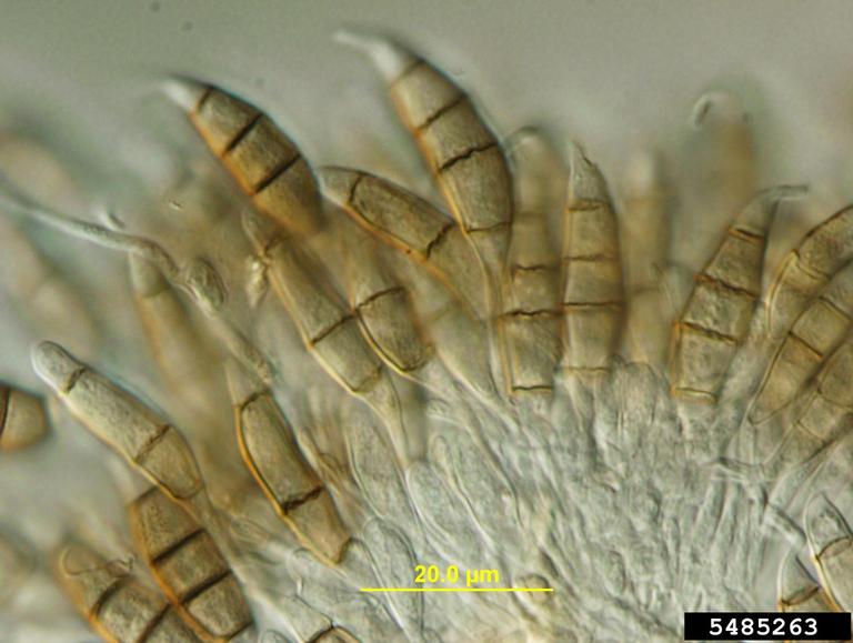 Monochaetia fungi (Monochaetia spp. ) on oak (Quercus spp. ) - 5485263