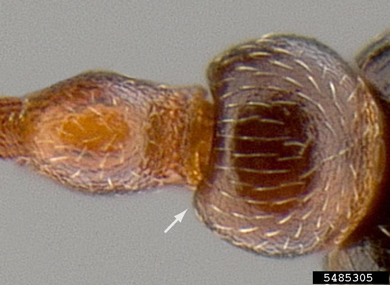tramp ants (Cardiocondyla emeryi)