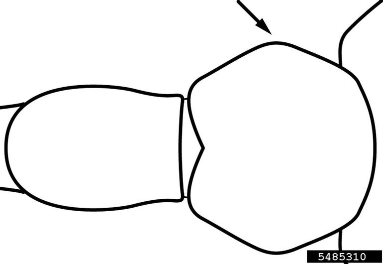 tramp ants (Cardiocondyla kagutsuchi Terayama)
