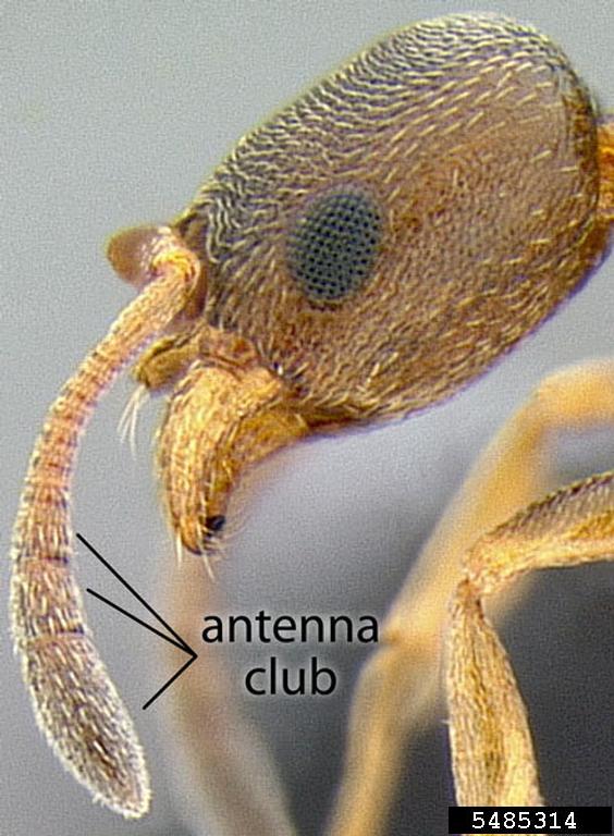 tramp ants (Cardiocondyla kagutsuchi)