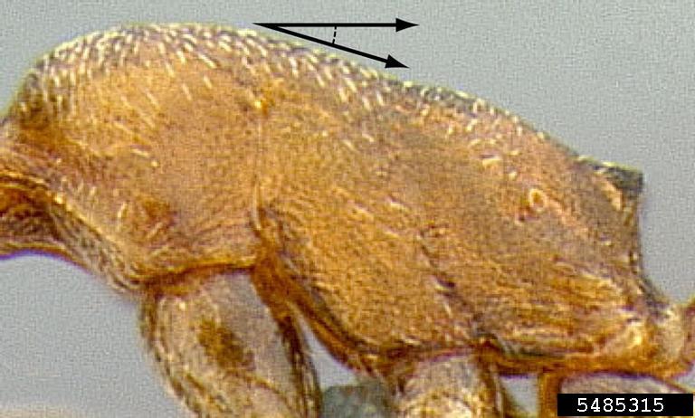 tramp ants (Cardiocondyla kagutsuchi)