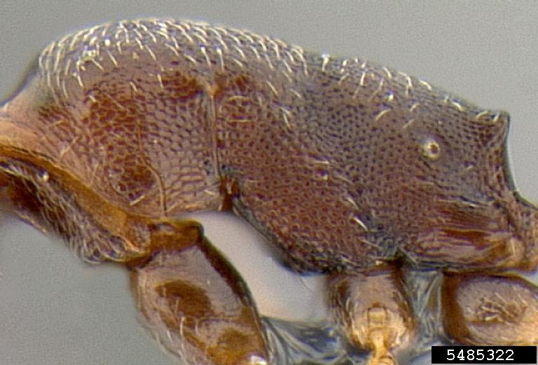 tramp ants (Cardiocondyla mauritanica)