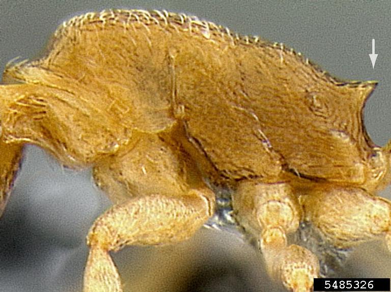 tramp ants (Cardiocondyla minutior Forel)