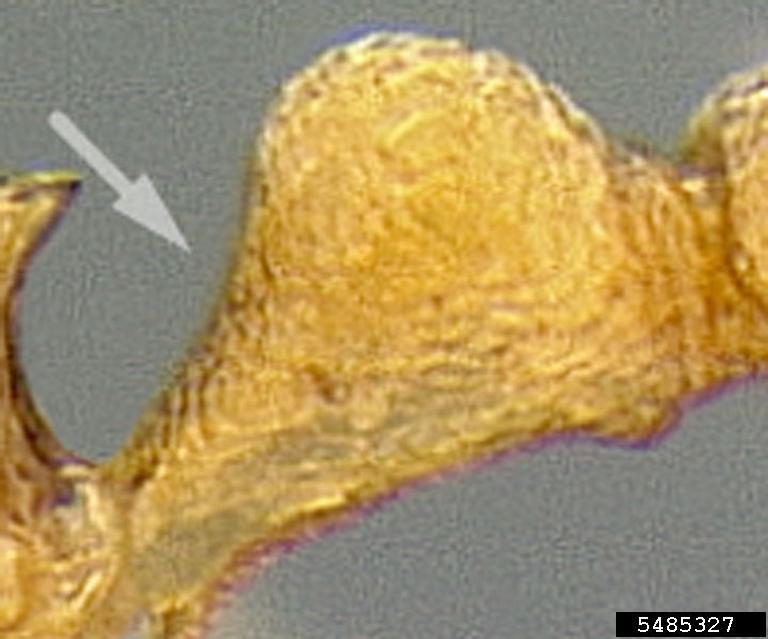 tramp ants (Cardiocondyla minutior)