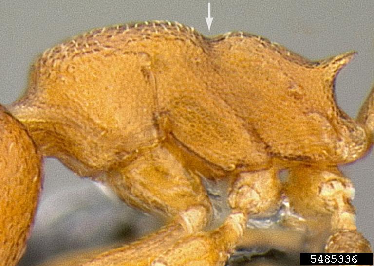 tramp ants (Cardiocondyla obscurior)