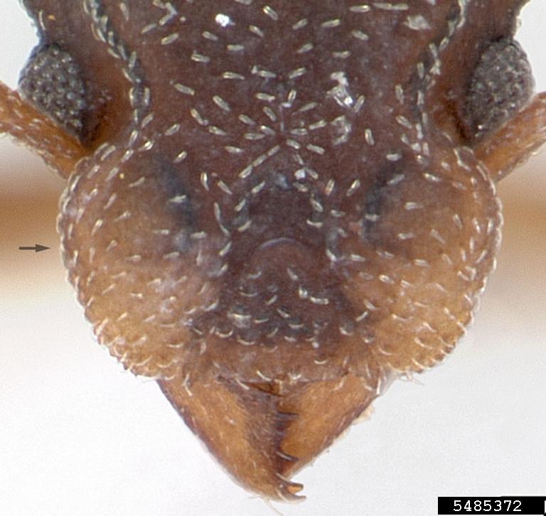 ant (Cyphomyrmex rimosus (Spinola, 1851))