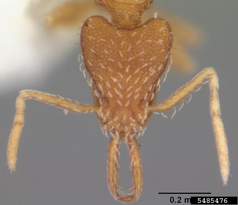 ant (Strumigenys silvestrii Emery, 1906)