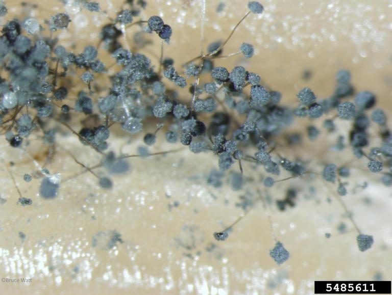 Black Bread Mold Under Microscope