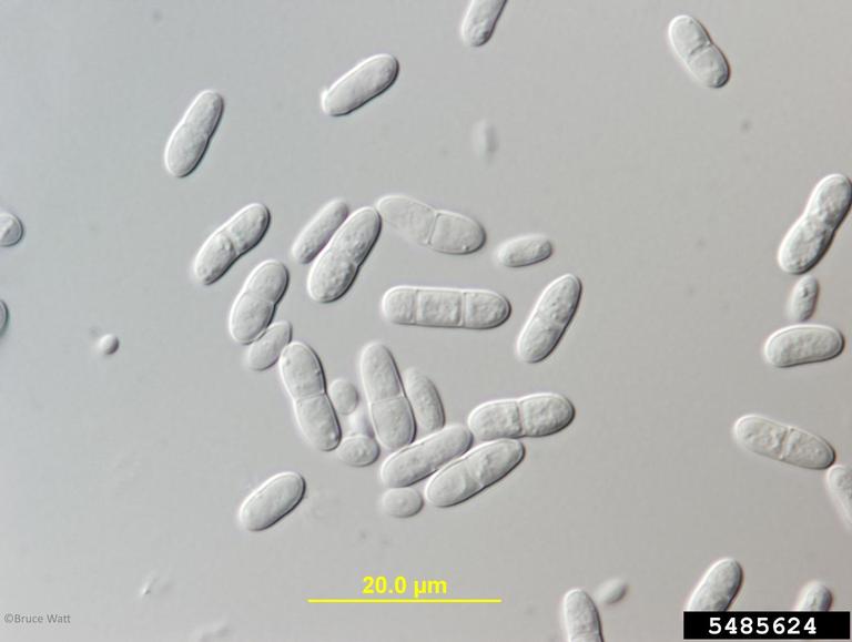 Ascochyta fungi (Genus Ascochyta Lib.)