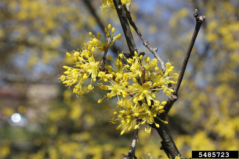 Cornelian cherry dogwood (Cornus mas L.)