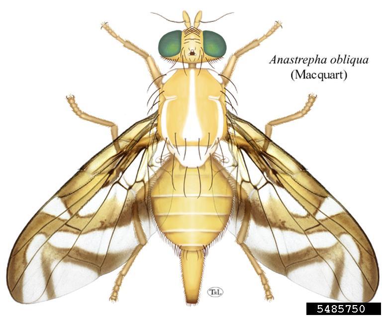 west indian fruit fly (Anastrepha obliqua)
