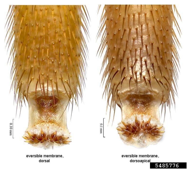 fruit fly (Anastrepha panamensis)