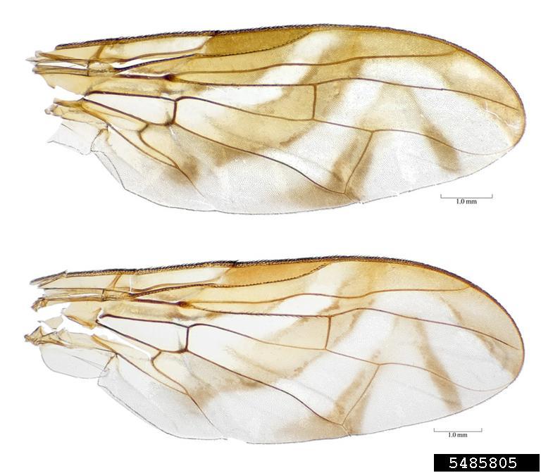 fruit fly (Anastrepha protuberans)