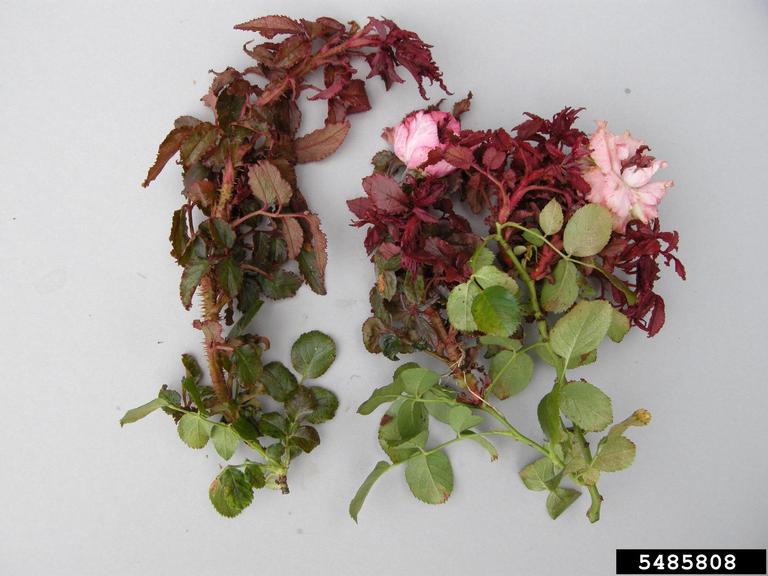 Rose rosette virus (RRV) (Emaravirus Rose rosette virus)