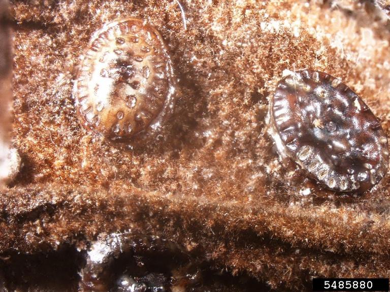 scale (Stictococcus sjostedti)