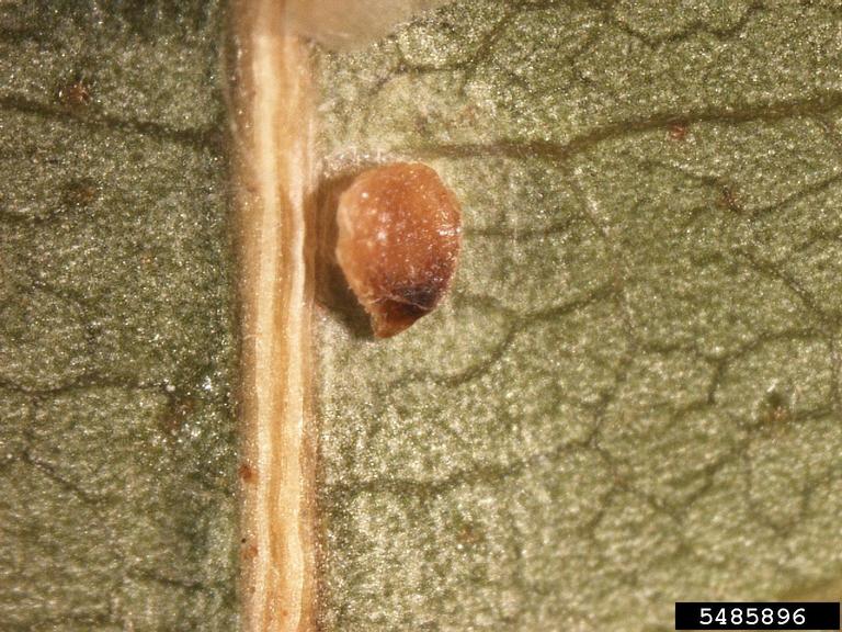 Oriental scale (Aonidiella orientalis (Newstead))