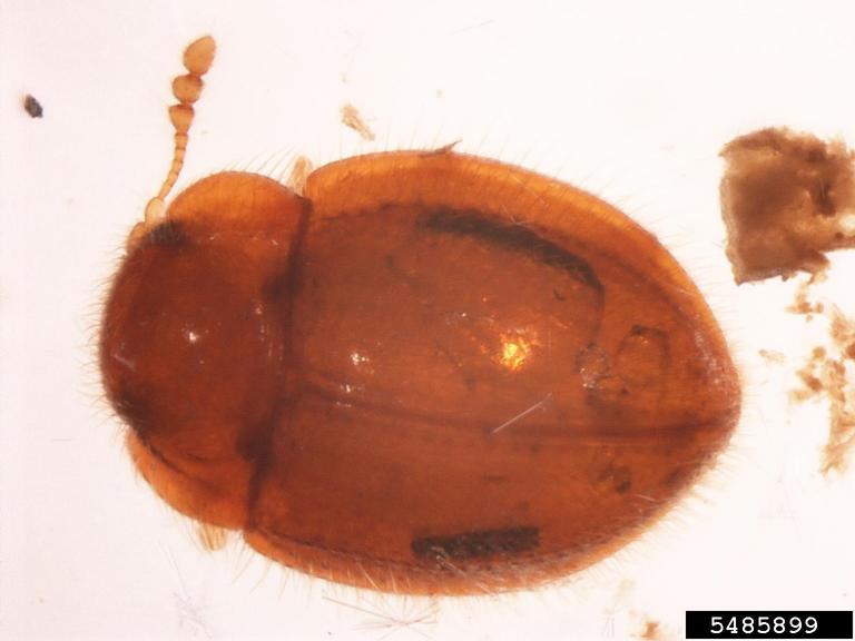 handsome fungus beetles, (Coleoptera: Endomychidae) - 5485899