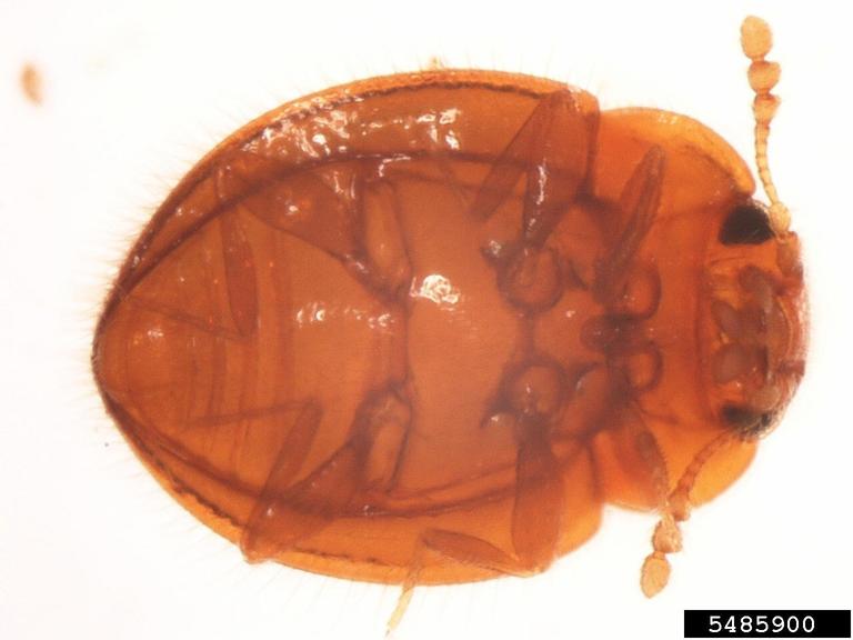 handsome fungus beetles (Family Endomychidae Leach, 1815)