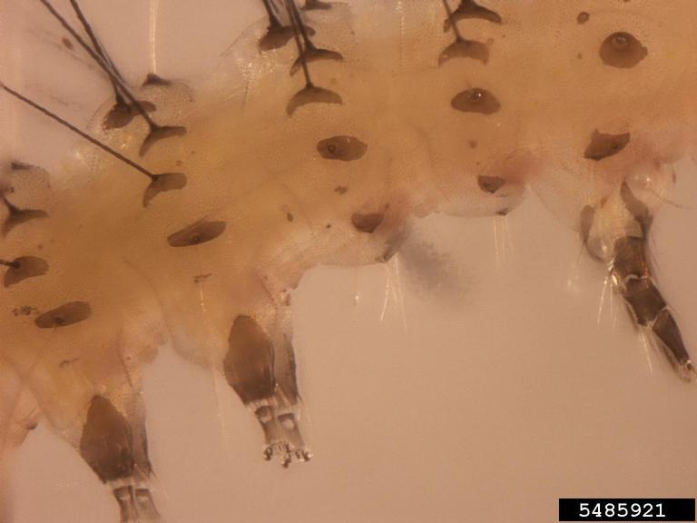 cutworms, loopers, owlet moths, and underwings (Family Noctuidae Walker ...