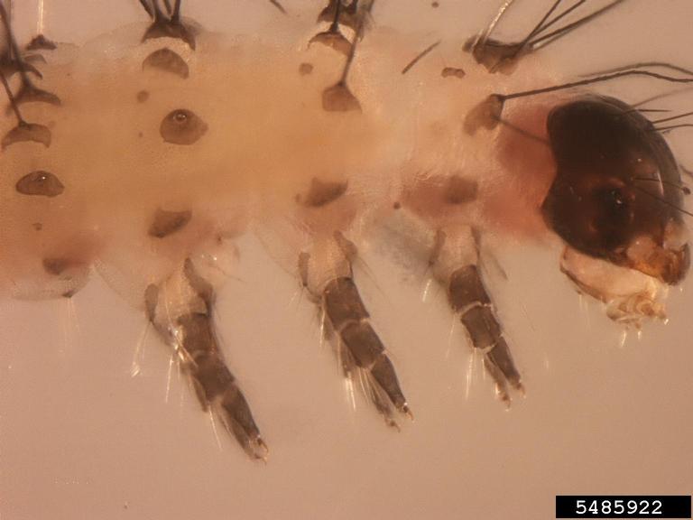 cutworms, loopers, owlet moths, and underwings (Family Noctuidae)