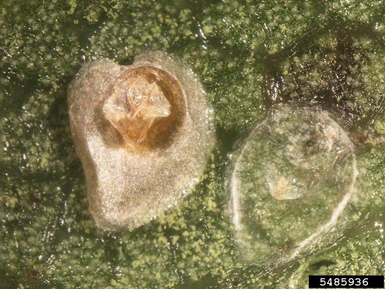 armoured scales (Family Diaspididae Maskell, 1878)